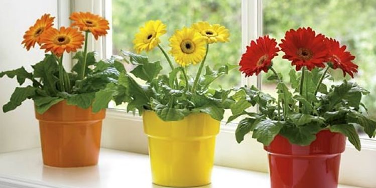 Përkujdesja dhe ujitja e bimëve të shtëpisë në dimër – InLajmi